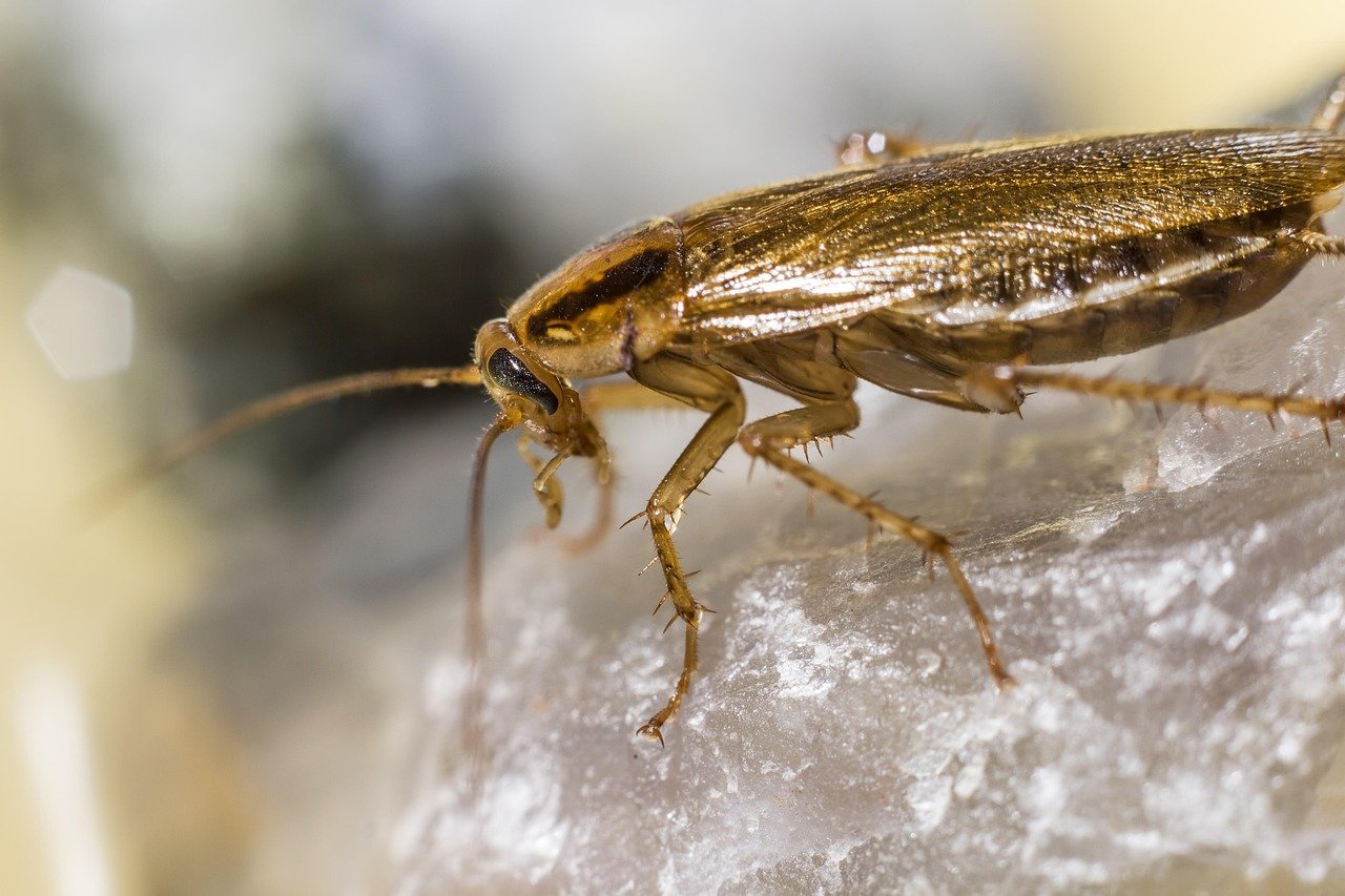 How do cockroaches breathe - without lungs through a complex network